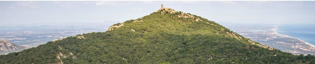 Découvrez la Réserve naturelle de la Foret de Massane dans les Pyrénées ...